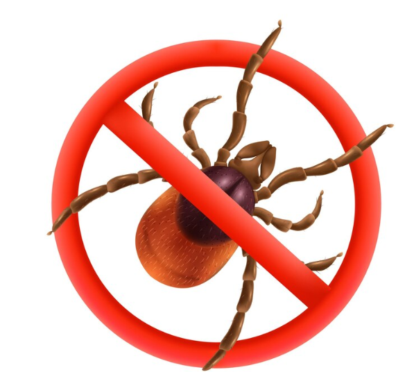 🐞 질병관리청, 참진드기 감시 시작! 치명률 18.5% ‘SFTS’…야외활동 전 꼭 확인하세요