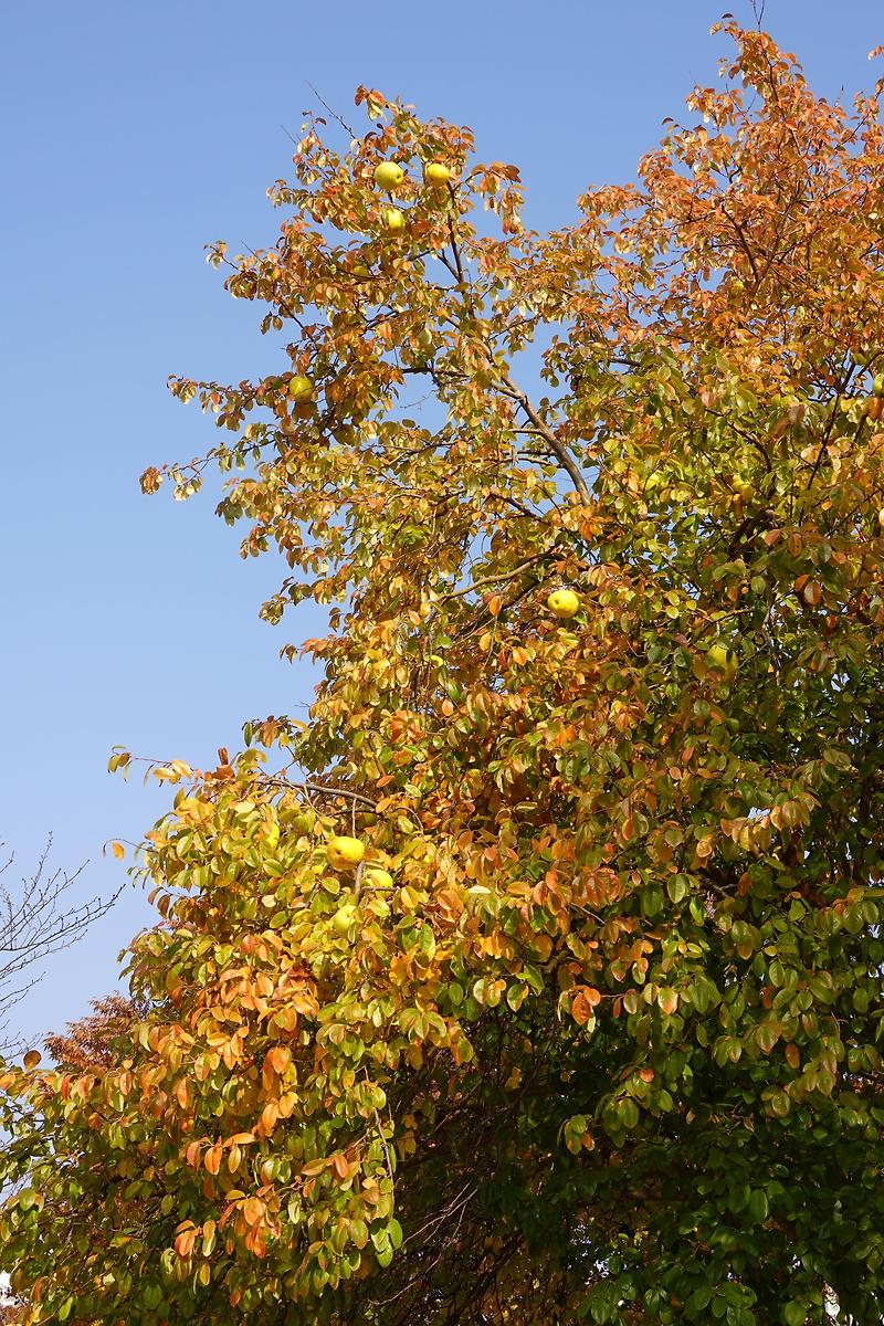 [20221102]안양시청과 안양시의회 중간 뜨락에 모과 주렁주렁