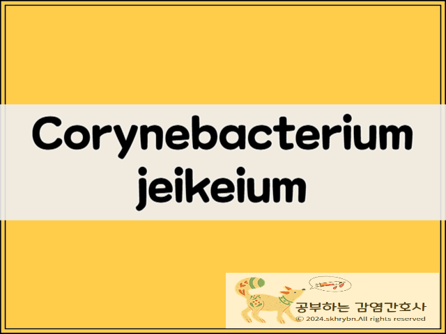 미 생물학_코리네박테리움 (Corynebacterium jeikeium)