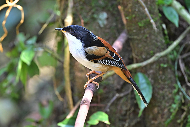 栗背奇鹛[ lìbēiqíméi ] rufous-backed sibia