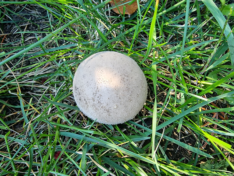 말불버섯(20211006)