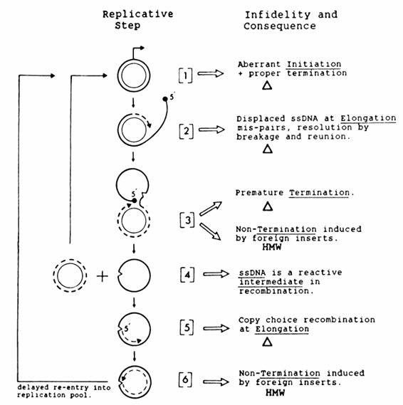 The Family of Highly Interrelated Single-Stranded Deoxyribonucleic Acid ...