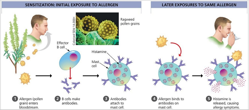 [Campbell] 24. The Body's Defense - 3
