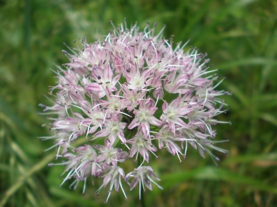 산달래 Allium macrostemon (백합과)