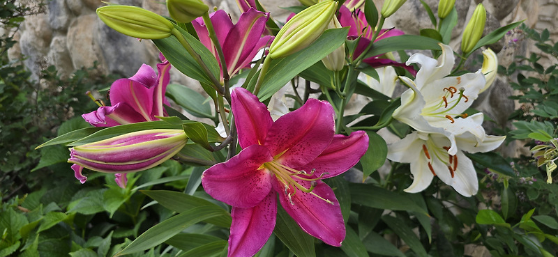 [노블레스 오블리주] 워런 버핏과 경주 최부자(최국선)가 주는 교훈