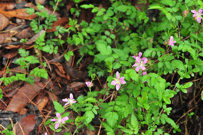 줄딸기 Korean creeping raspberry