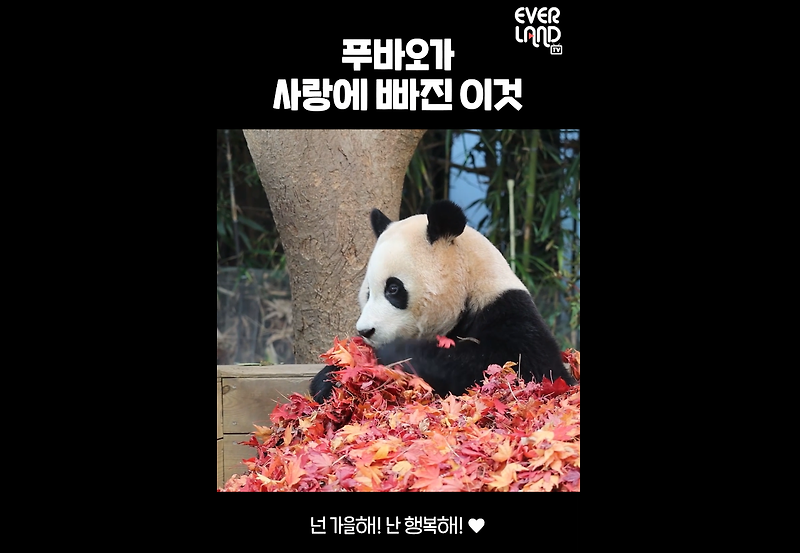 사랑에 빠져버린 푸바오.gif│#Panda #Fubao #autumn