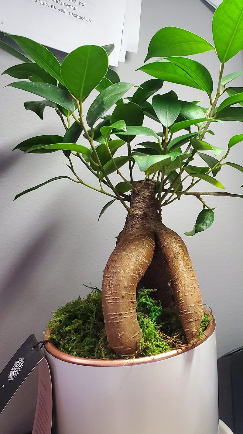 Ficus Microcarpa 'Ginseng' / 인삼 팬더 고무나무