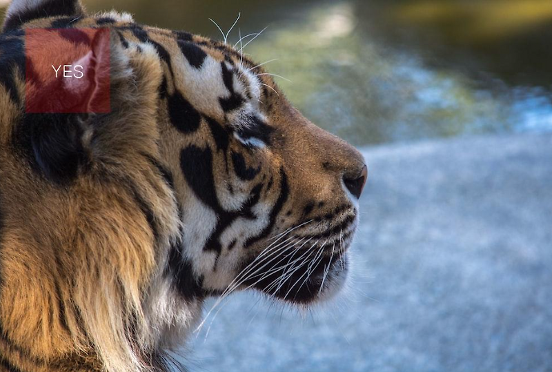 [PIL] 이미지 위에 반투명 도형 그리기, 글자 쓰기 / Drawing transparent Polygon on image ...