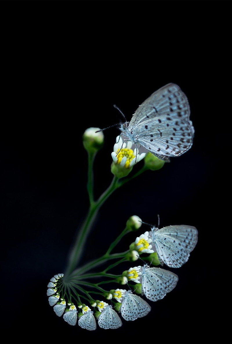 Abstract still life photography - Joiner tutorial