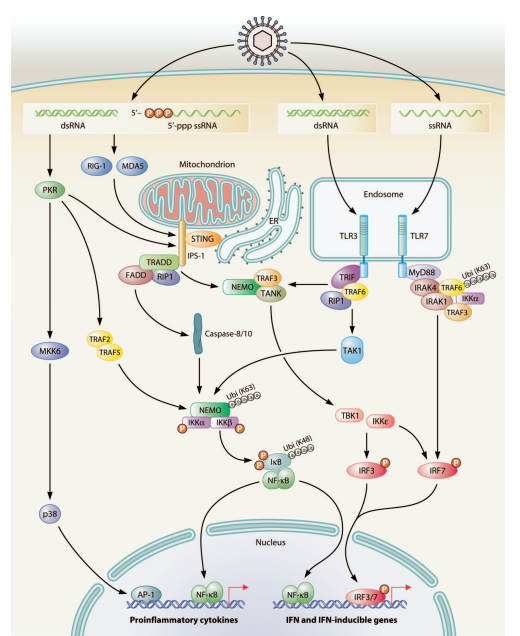 Pathogen Recognition and Inflammatory Signaling in Innate Immune ...
