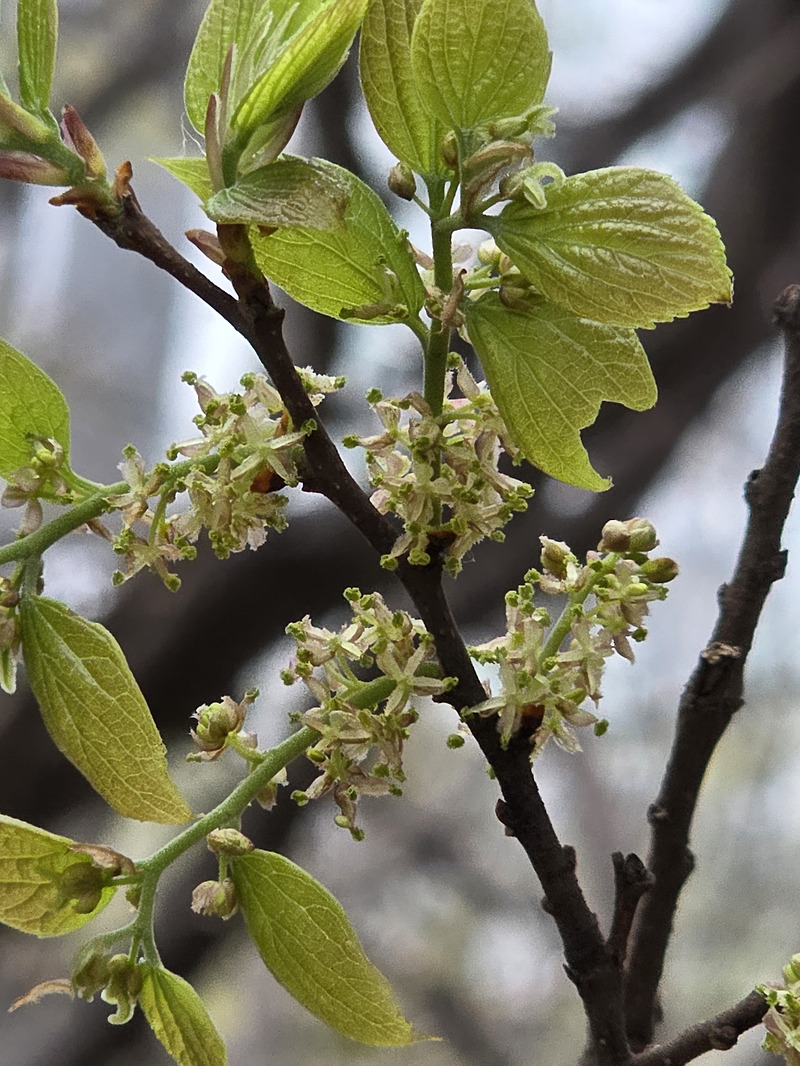 팽나무(Celtis sinensis Pers) (25.4월)