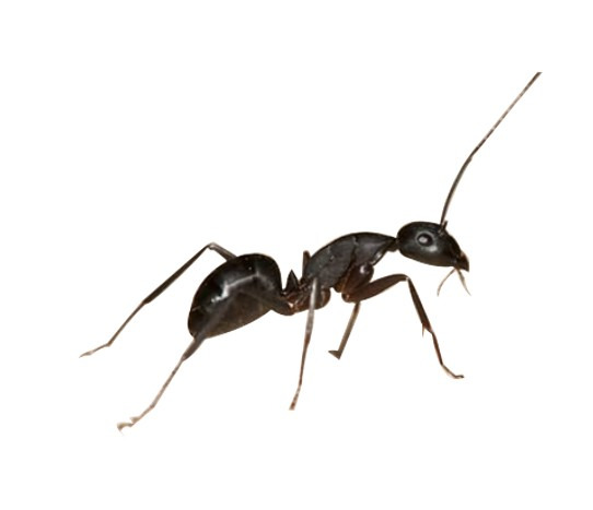 개미(Ant)