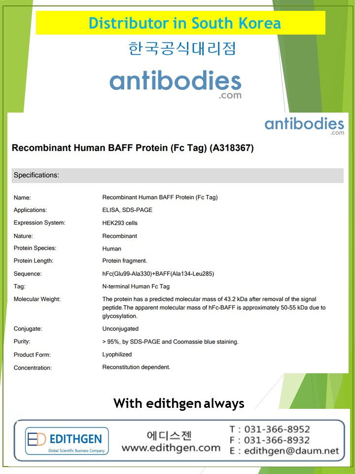 (Antibodies.com 한국공식대리점_ 에디스젠_edithgen@daum.net) Recombinant Human BAFF ...