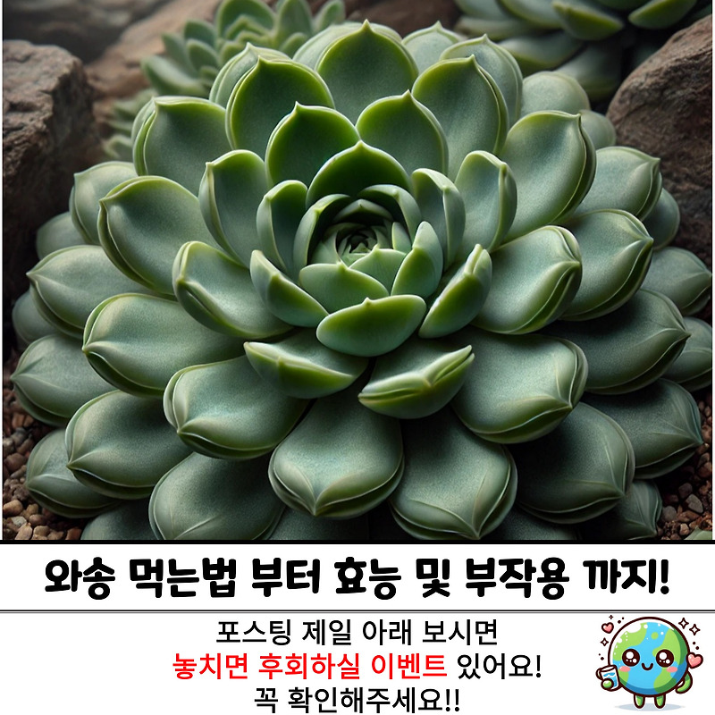 와송 먹는법 부터 효능 및 부작용 까지!