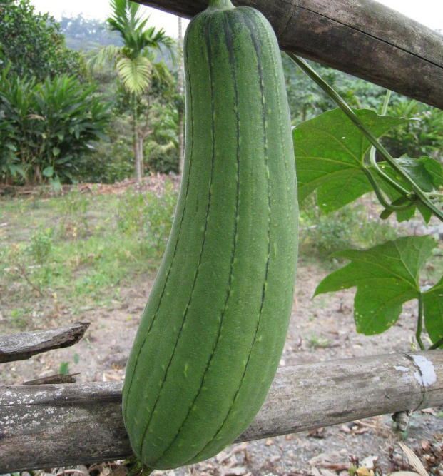 친환경 식물성 수세미(loofah) HS코드 품목분류