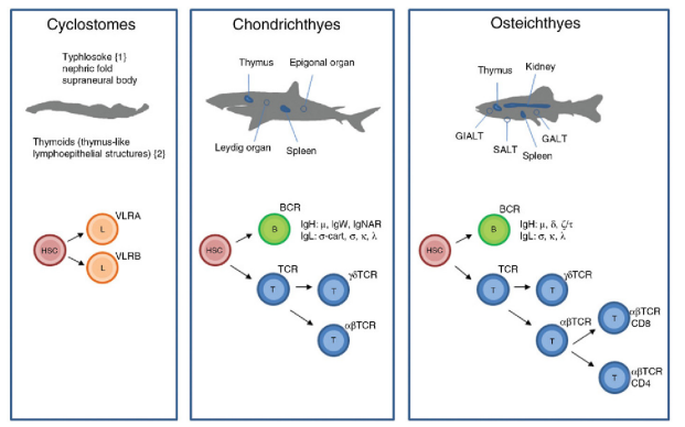 Overview of fish immunity - 2.2 Organs, tissues, and general structures