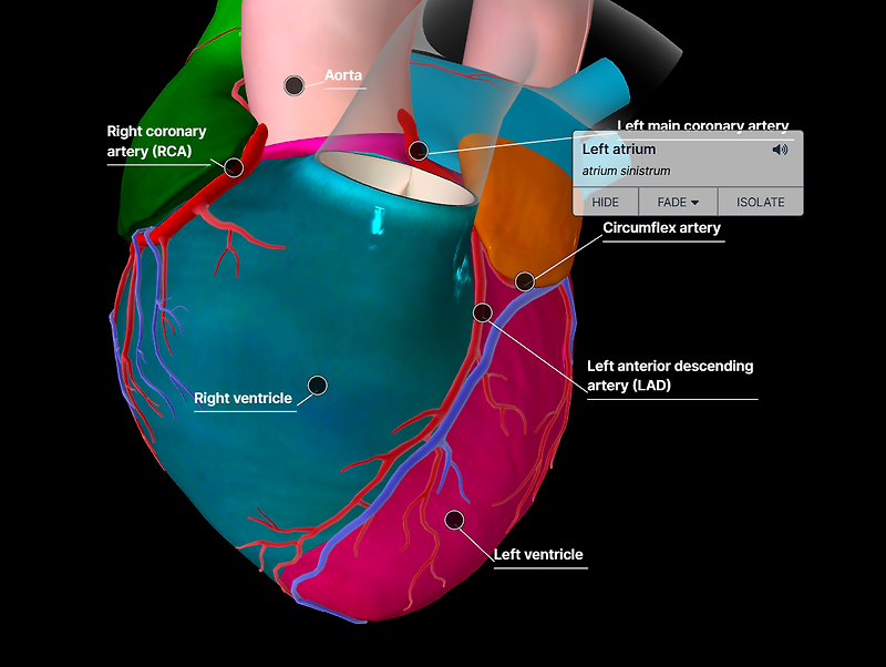 Heart blood circulation