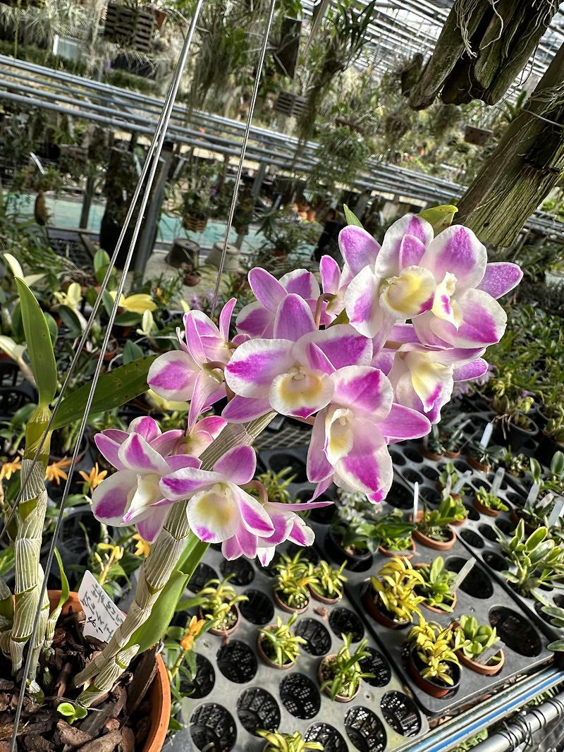 덴드로비움 차이나 드림(Dendrobium China Dream)
