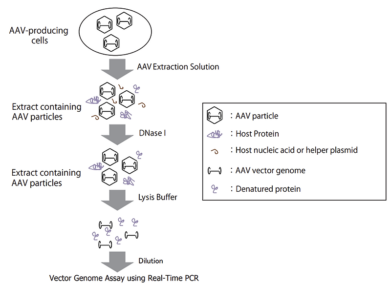 AAV Titration Protocol :: 고양이 손이라도 빌려드릴까요?