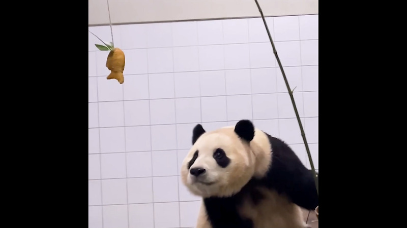푸바오 최애 붕어빵은?.gif│#Panda #Babypanda #Fubao