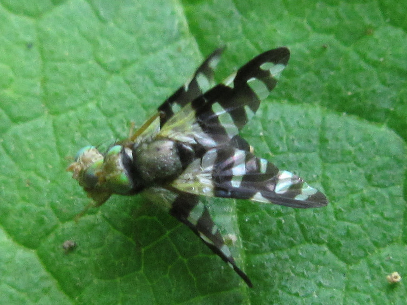 Sphaeniscus quadrincisus (과실파리과 Family Tephritidae)