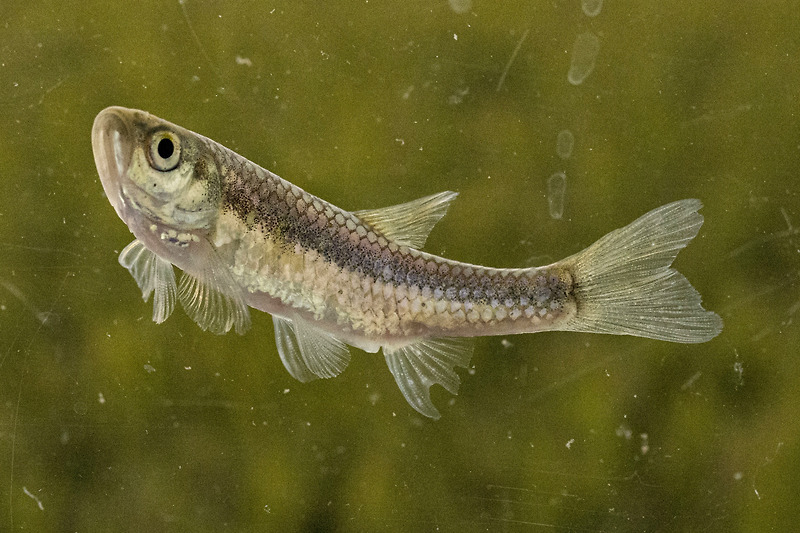 왜몰개(Aphyocypris chinensis)_2022.10.07.