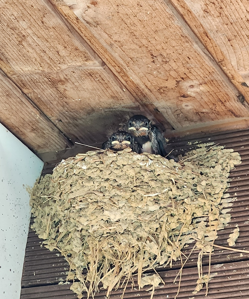 1. a gloomy birthday