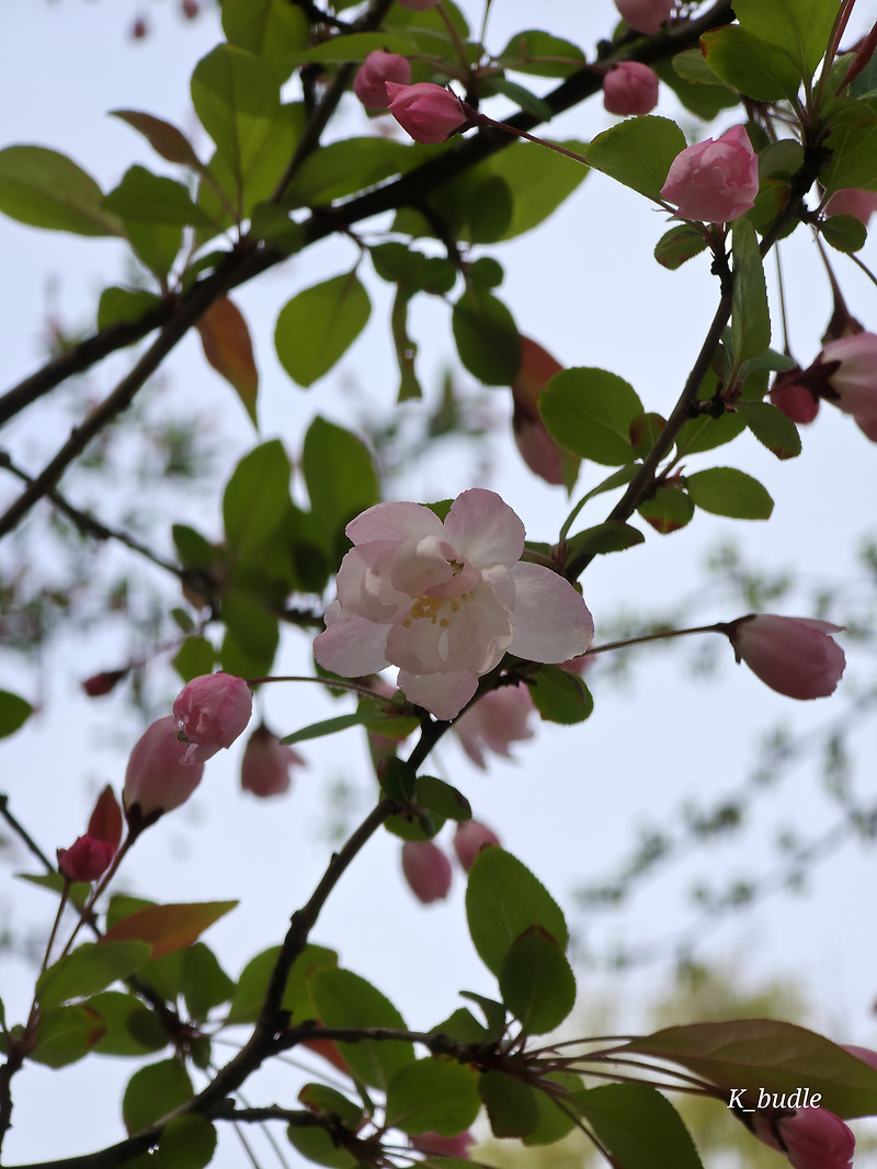 서부해당(장미과) : Flowing Cab-Apple, Hall crabapple