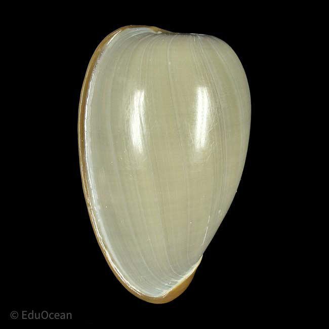Cryptospira strigata f. unicolor