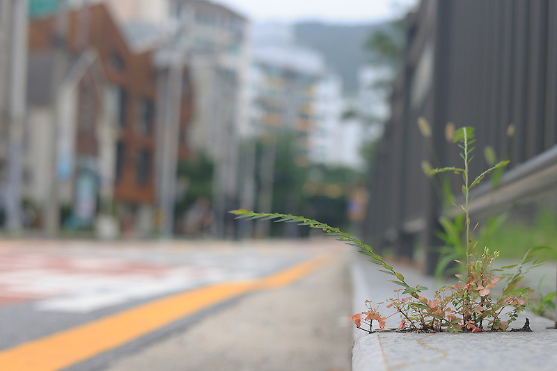 크랙 정원 (Crack Garden)을 열며...