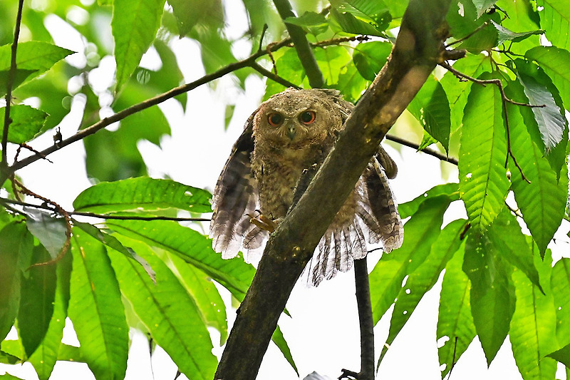 큰소쩍새 새끼 ( Japanese Scops Owl's Juvenile )