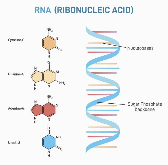 RNA의 정의와 RNA 추출 방법 비교 분석