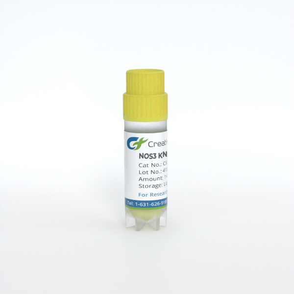 [Creative Biogene] Nos3 Knockout Mouse Kidney Epithelial Cells