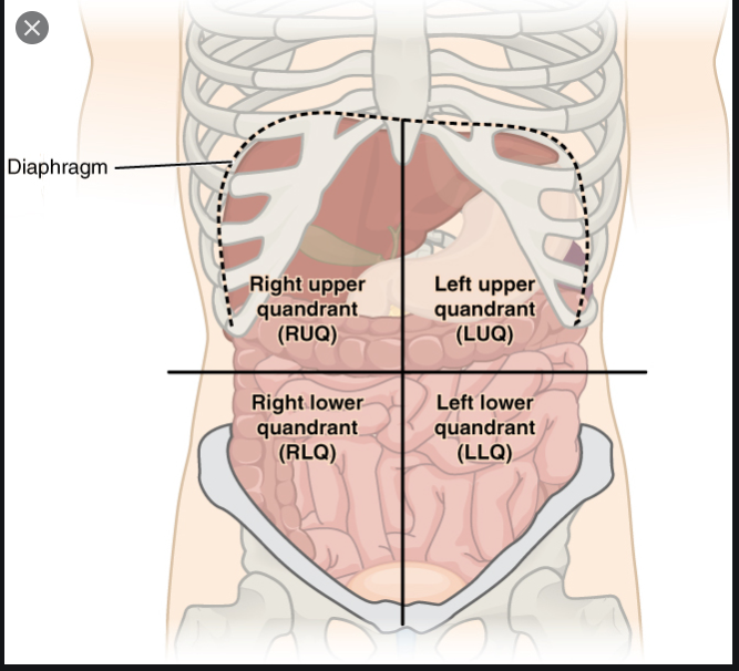 의학용어 RUQ RLQ LUQ LLQ RUL RML RLL 정리