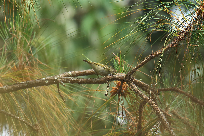Two-barred Warbler