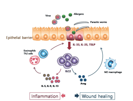 [논문 읽기 abstract] 마우스에서 피부 침윤 basophil이 IL-4 생산을 통해 atopic dermatitis ...