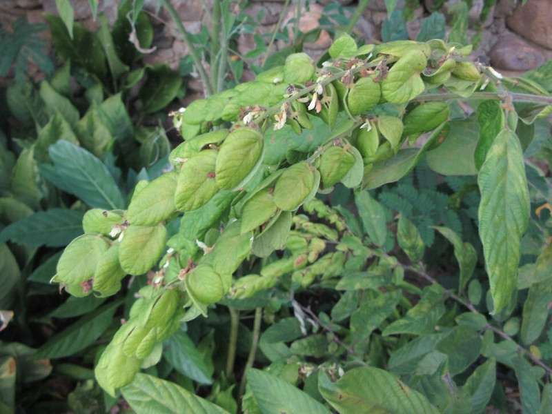 Phyllodium pulchellum (콩과 Family Fabaceae)