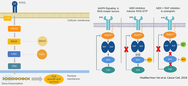 #016. pan-RAF inhibitor