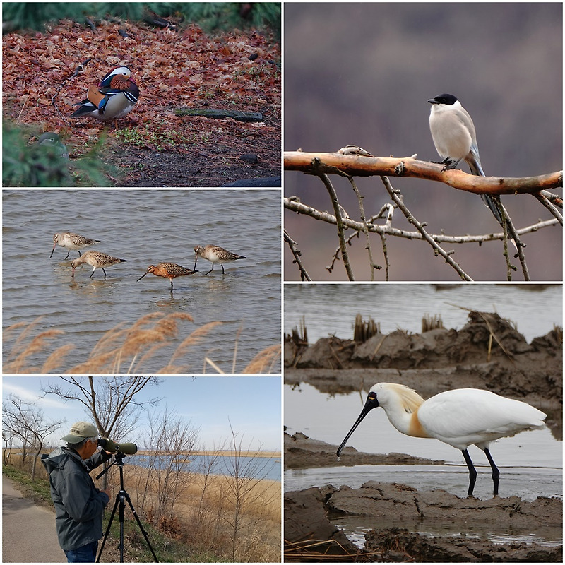 Guided Birding Tour Reports in April & May 2019