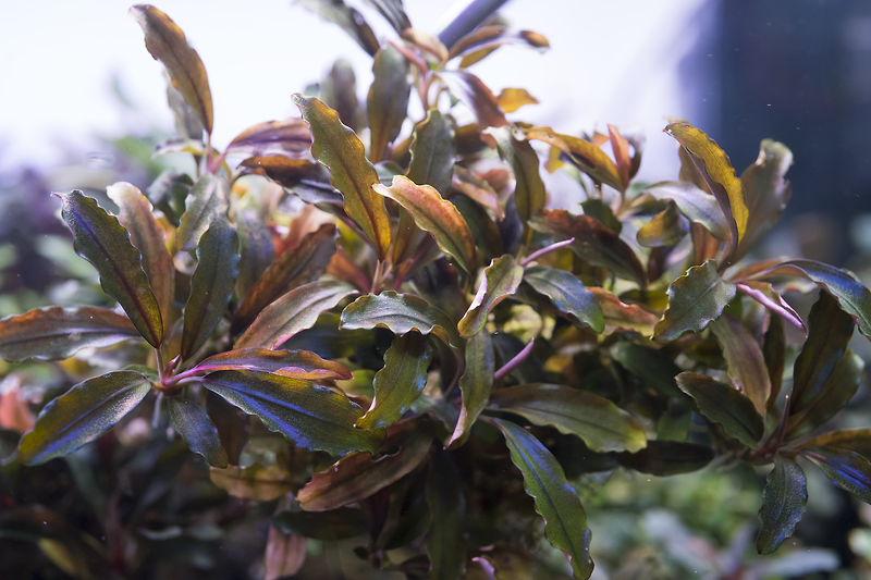 Bucephalandra Rainbow frost (레인보우 프로스트)