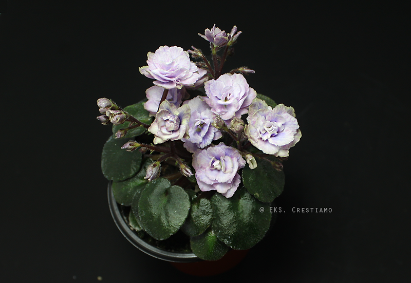 미니바이올렛 페르시안레이스(African Violet Persian Lace)