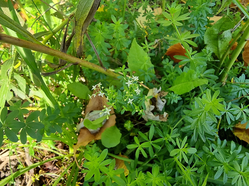 Galium triflorum(20211015)