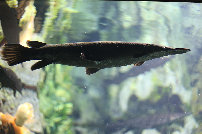 무료 이미지 사진 엘리게이터 가아 물고기 생선 고대어 Atractosteus spatula Lacépède Free Image ...