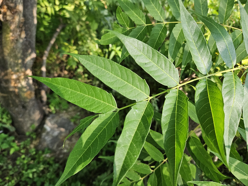 가죽나무 (Varnish tree)