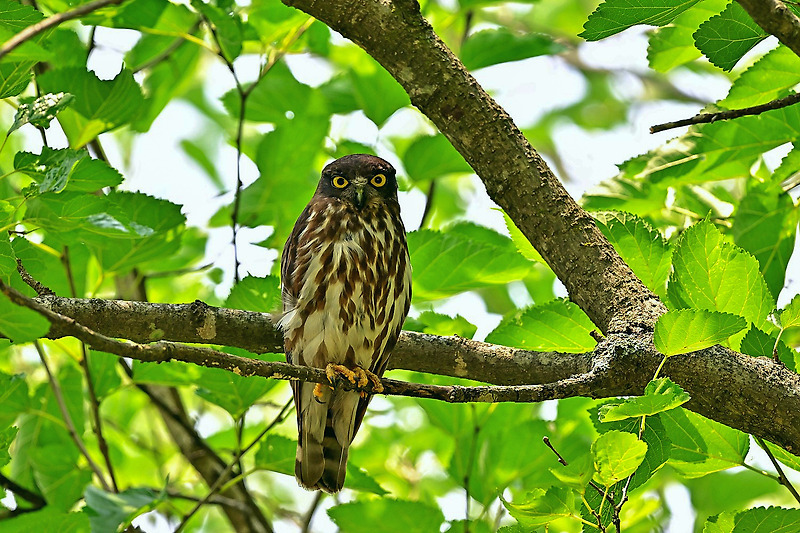 솔부엉이 ( Brown Hawk Owl / Northern Boobook )
