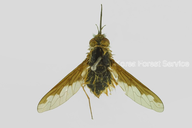 [곤충][파리목][재니등에과] 좀털보재니등에
