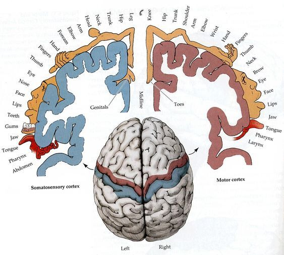 호문쿨루스(Homunculus)