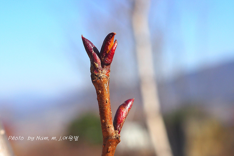 덤불오리나무(자작나무과 오리나무속) 동아 Alnus alnobetula (Ehrh.) K.Koch subsp. fruticosa ...