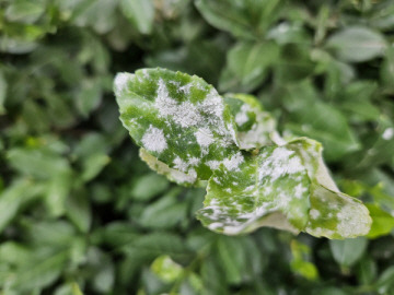 사철나무 흰가루병 (Powdery mildew of euonymus)